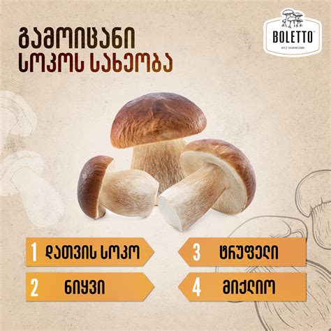 Boletto ტყის სოკოები Wild Mushrooms Boletto Ge • Instagram Photos And Videos