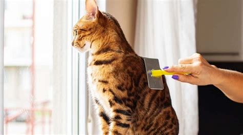 Bengal Cat Breed Profile Care Traits Facts And More Love Your Cat