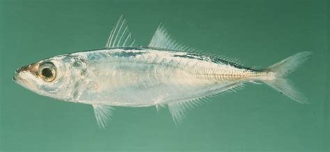 Decapterus Russelli Alchetron The Free Social Encyclopedia