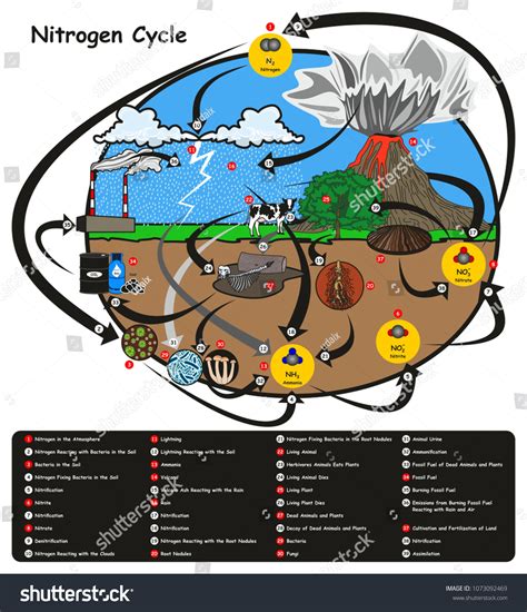 Nitrogen Cycle Infographic Diagram Showing How Stock Illustration