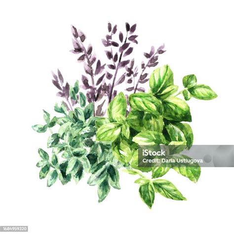 부엌 향기로운 허브 손으로 그린 수채화 그림 흰색 배경에 분리되어 있다 건강한 식생활에 대한 스톡 벡터 아트 및 기타 이미지 건강한 식생활 그릇 꽃 식물 Istock