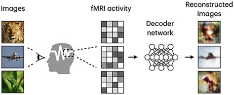 frontiers natural image reconstruction from fmri using deep learning
