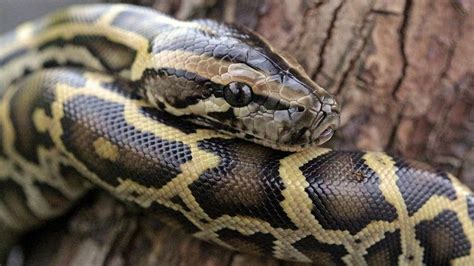 Sering Tertukar Ini Perbedaan Ular Piton Dan Ular Sanca Yang Perlu