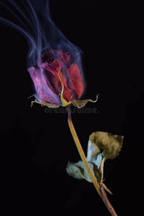 Smoking Rose Free Stock Photos Stockfreeimages