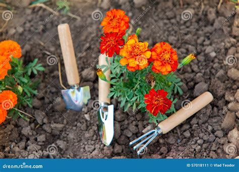 Gardening Tools Stock Image Image Of Grower Florist 57018111