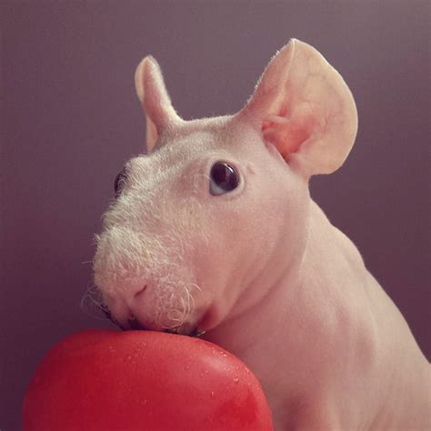 Naked Guinea Pig Poses With His Favorite Food Bored Panda