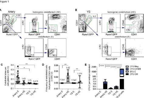 Isolation And Functional Characterization Of Hemogenic Endothelial He Download Scientific