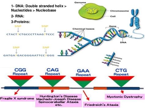Fragile X Syndrome