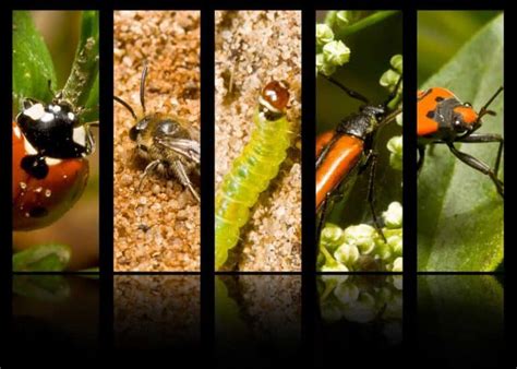 How Long Do Cockroaches Live 4 Types Lifespan Life Cycle The Buginator