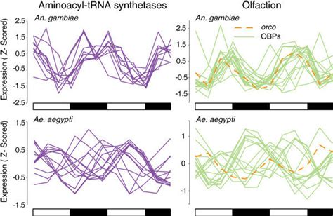 Multiple Aminoacyl Trna Synthetases And Olfaction Genes Are Rhythmic In
