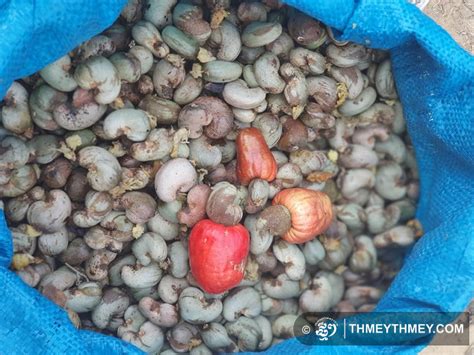 វៀតណាម ទិញ គ្រាប់ ស្វាយចន្ទី ពី កម្ពុជា ជាង ១ ពាន់ លាន ដុល្លារ ក្នុងឆ្នាំ២០២២ Thmey Thmey 25