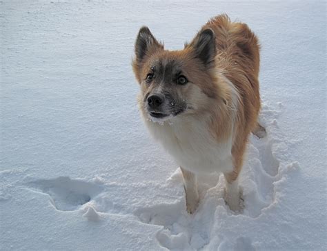 Fotos Gratis Nieve Invierno Perro Islandia Vertebrado Raza