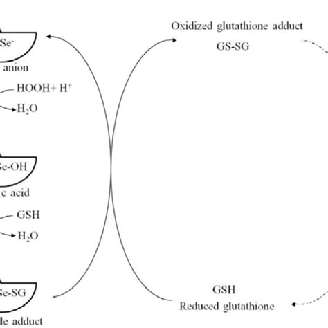Pdf Selenium And Selenoproteins An Overview On Different Biological Systems