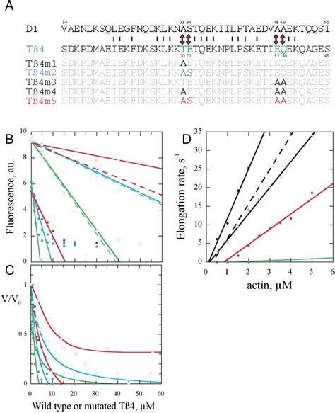 Figure 2 From The β Thymosin Wh2 Domain Structural Basis For The Switch