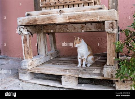 Good Looking Village Cat In Arolithos Traditional Cretan Village