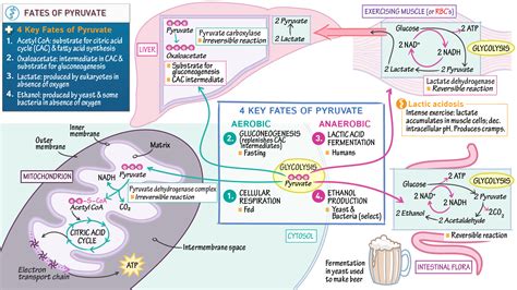 Biochemistry Fates Of Pyruvate Ditki Medical And Biological Sciences