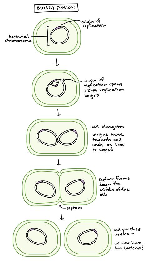 Reproduction Without Sex Asexual Reproduction The Biology Of Sex