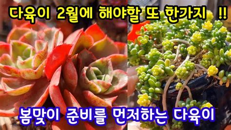 베란다 다육이 키우기 ♻️ 날씨가 아직 춥지만 조금씩 봄맞이 준비로 해야할일🌞조금씩 햇빛에 적응 하도록 반드시 훈련을 해야죠👌