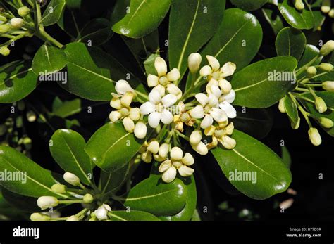 Japanese Cheesewood Or Japanese Pittosporum Pittosporum Tobira Stock