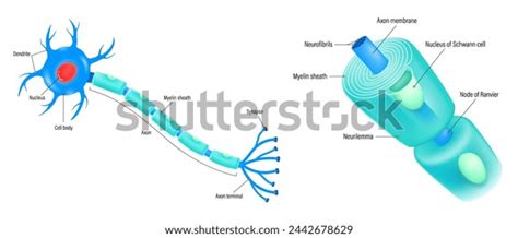 10 Neurofibril Neuron Stock Vectors And Vector Art Shutterstock