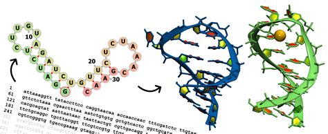 Rna Structure And Dynamics The One Two Punch In The Fight Against