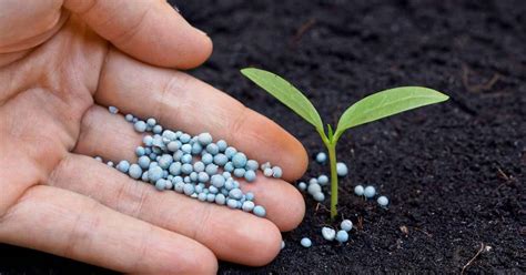 How To Apply Fertilizer But How Much