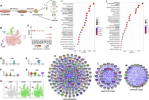Characterization Of Aph Induced Iag Neurons By Scrna Seq Profiling A