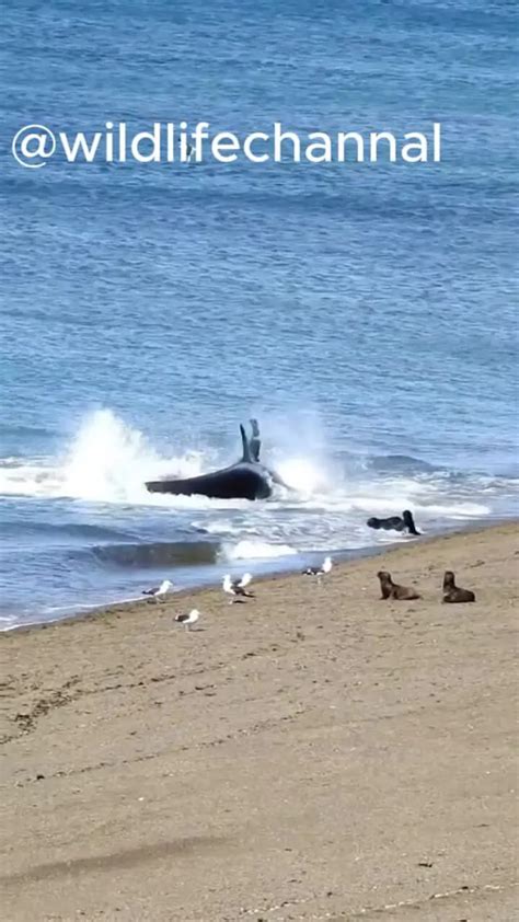 فیلم حمله وحشیانه نهنگ قاتل به فوک‌ها در ساحل