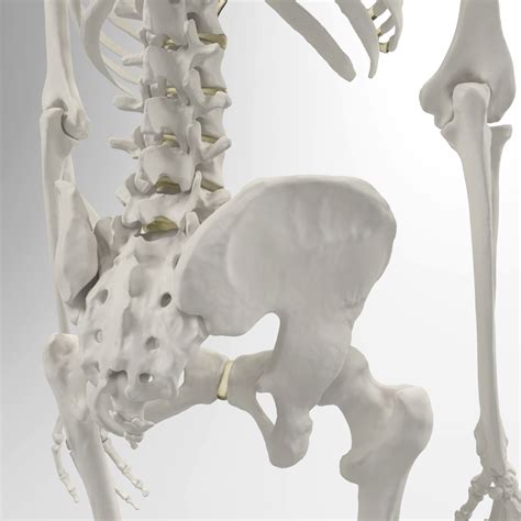 3d Accurate Human Skeleton Model