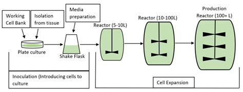 What Is Upstream Processing Bioprocessing Explained