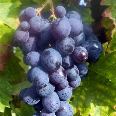 Купить саженцы Винограда в Крыму Наш Сад