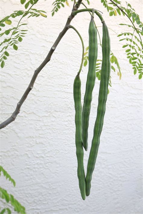 Moringa Seed Pods Closeup Stock Image Image Of Agriculture 398473329