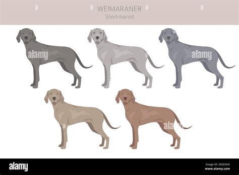 Weimaraner Colors