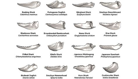 Jaw Shapes Of 90 Shark Species Show Evolution Driven By Habitat