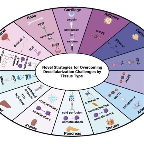 Advantages And Disadvantages Of Physical Decellularizing Methods Download Scientific Diagram