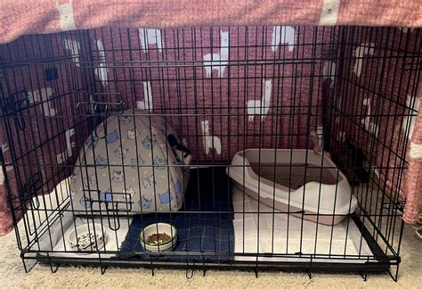 ВЗРОСЛЫЙ КОНТЕНТ On Twitter Произошло новоселье 🏠🐾