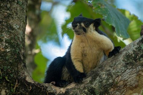 Portrait Of A Malayan Or Black Giant Squirrel Perched Upon A Thick