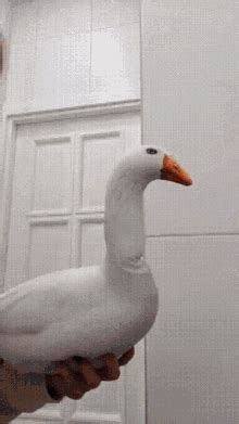 Goose Discord Emojis Goose Emojis For Discord