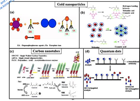 Schematic Of Functioning Of Various Biosensors A Fluorescence Based Download Scientific