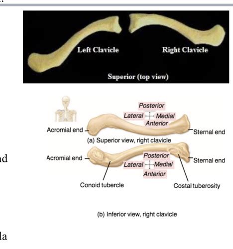 Appendicular Skeleton Lab Flashcards Quizlet