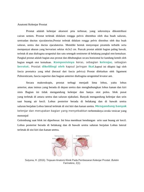 Anatomi Kelenjar Prostat Pdf