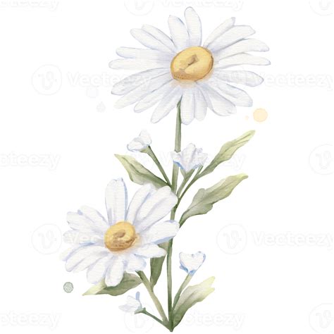 Daisy Flower Watercolor Isolated 43119404 PNG Daisy Flower Watercolor Isolated 43119404 PNG