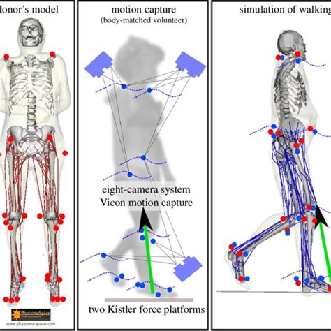 The Musculoskeletal Model A The Motion Capture Scheme B And The Download Scientific