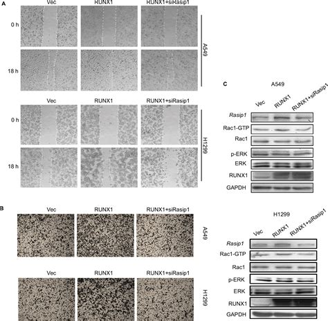rasip1 is a runx1 target gene and promotes migration of nsclc cells cmar