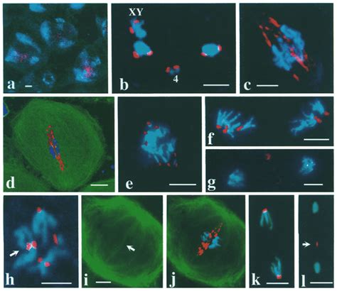 Localization Of Zw10 Protein In Wild Type Spermatocytes Wild Type Download Scientific Diagram