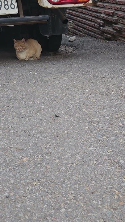 못보던 냥인데 노랑냥이 Youtube