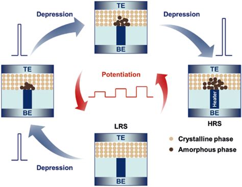 Bidirectional Electric‐induced Conductance Controllability For Synaptic Download Scientific