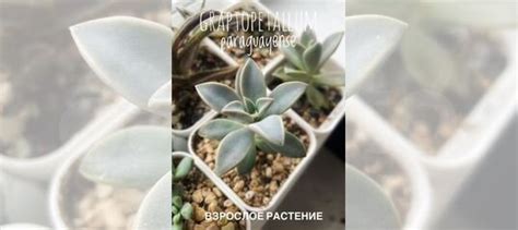 Суккуленты купить в Краснодаре | Товары для дома и дачи | Авито