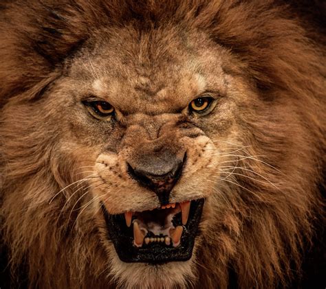 Download Growling Lion Desktop Wallpaper