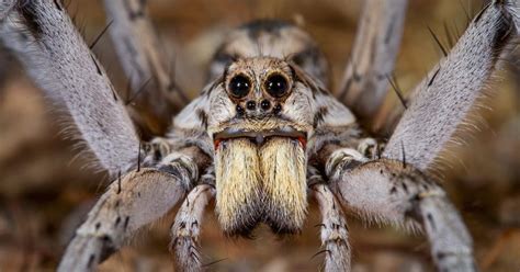 Wolf Spider Arizona Highways
